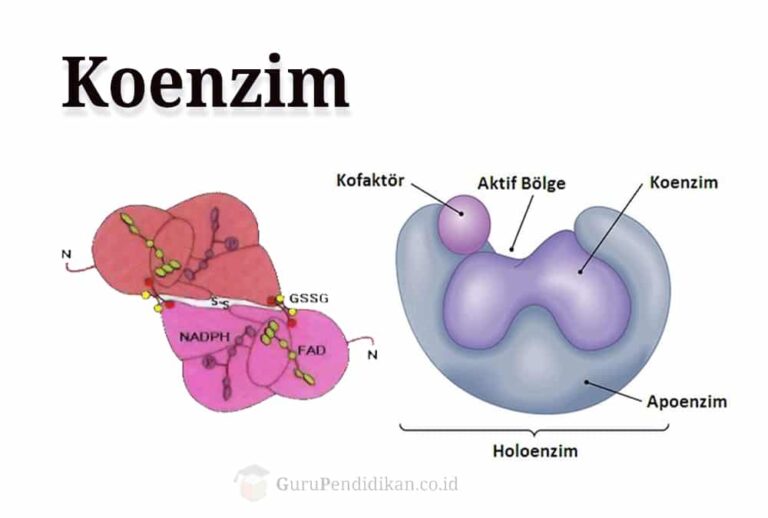 Pengertian Koenzim, Fungsi, Komponen, Perbedaan & Klasifikasi - AAcial ...