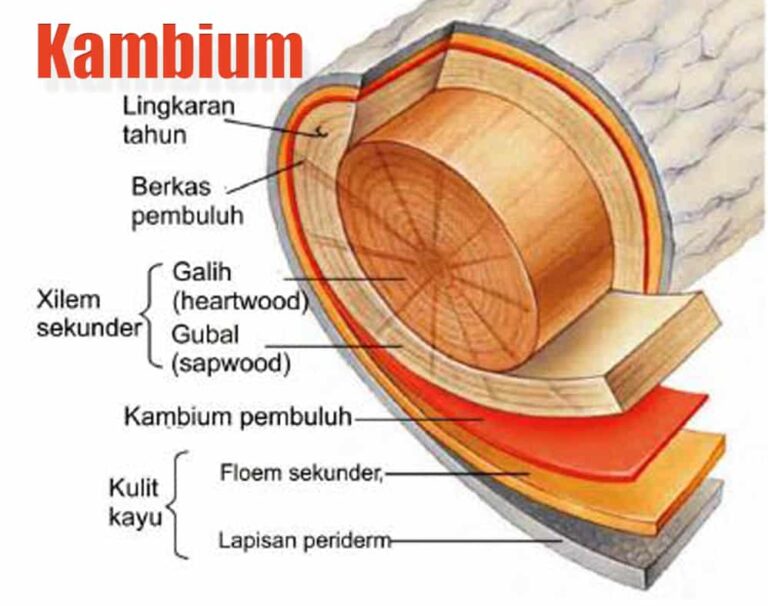 Pengertian Kambium, Ciri, Macam, Fungsi, Jenis dan Gambar - AAcial - AAcial