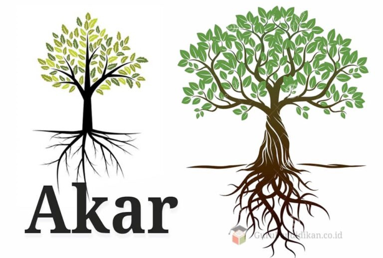 Pengertian Akar, Fungsi, Struktur, Jenis, Ciri dan Sifat - AAcial - AAcial