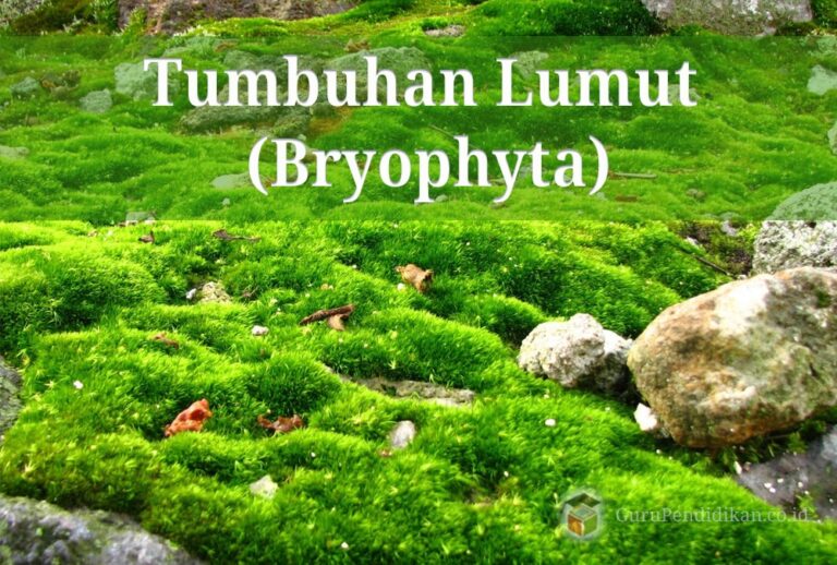 Pengertian Tumbuhan Lumut (Bryophyta), Ciri dan Klasifikasi - AAcial ...