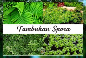 Pengertian Spora, Jenis, Fungsi, Tumbuhan dan Contoh - AAcial - AAcial