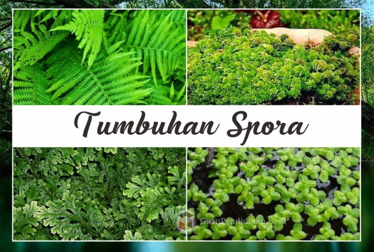 Pengertian Spora, Jenis, Fungsi, Tumbuhan dan Contoh - AAcial - AAcial