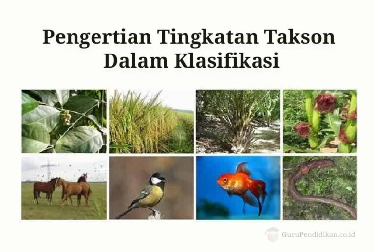 Pengertian Tingkatan Takson, Klasifikasi, Hewan dan Tumbuhan - AAcial ...